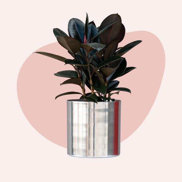 House Plants in Pots – Matilda's Flowers