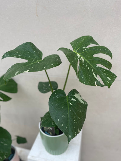 Matilda's Flowers | Florist in Northcote & Thornbury