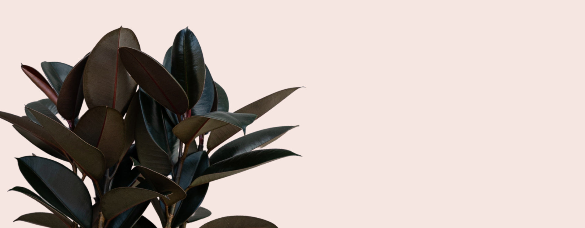 House Plants in Pots – Matilda's Flowers