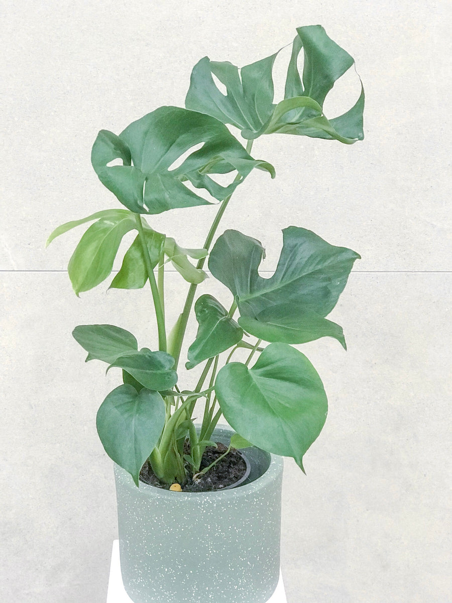Monstera Deliciosa Plant – Matilda's Flowers
