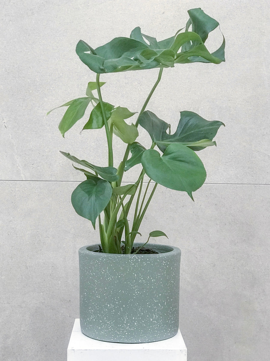 Monstera Deliciosa Plant – Matilda's Flowers