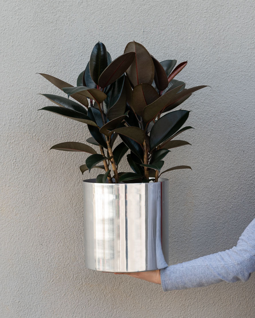 Burgundy Ficus Elastica Plant – Matilda's Flowers