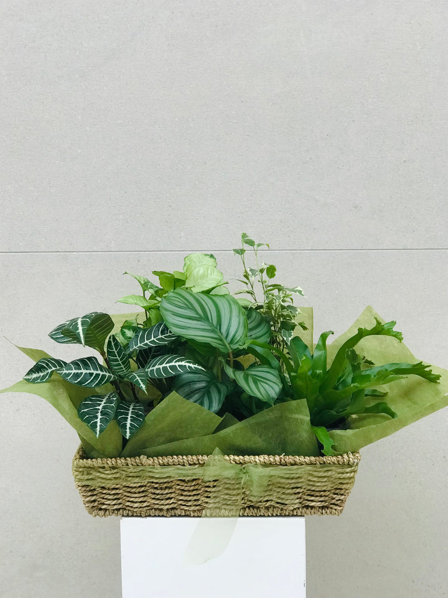Mixed Plant Hamper – Matilda's Flowers